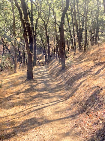 Founding Principles: Limited Government | Civics & Citizenship